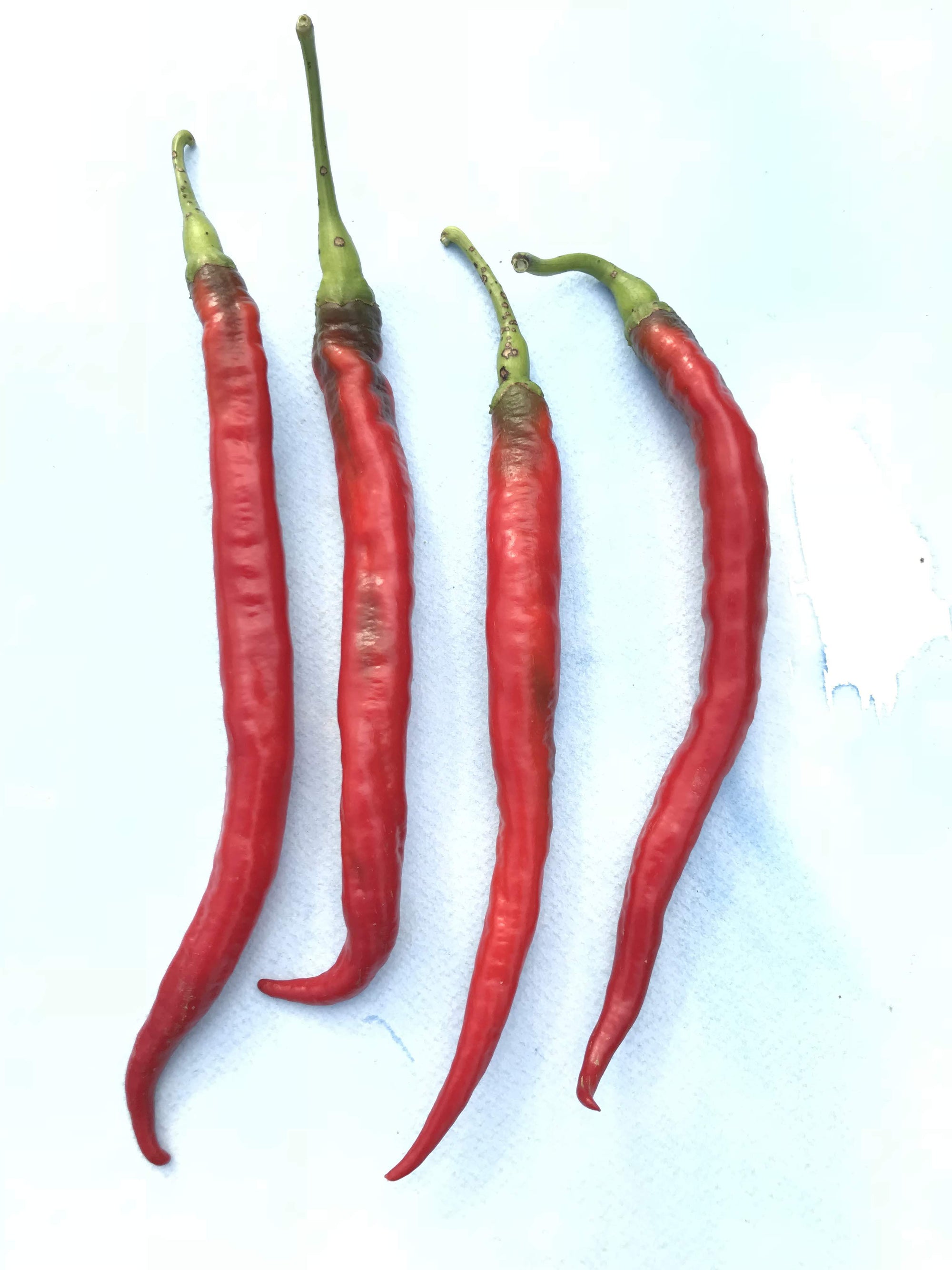 Joe's Long Cayenne Pepper Organic Seeds – Hudson Valley Seed Company