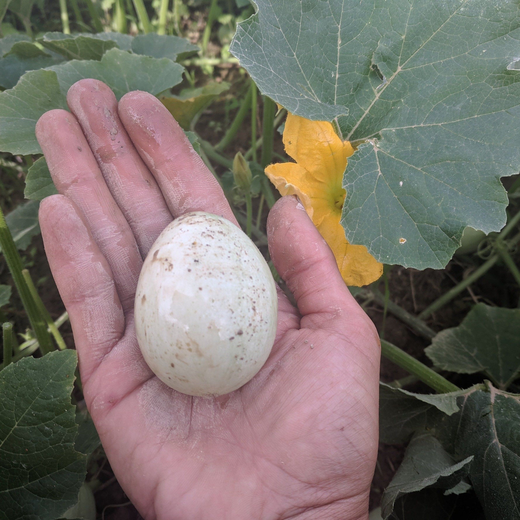 Kars Egg Squash Seeds – Hudson Valley Seed Company