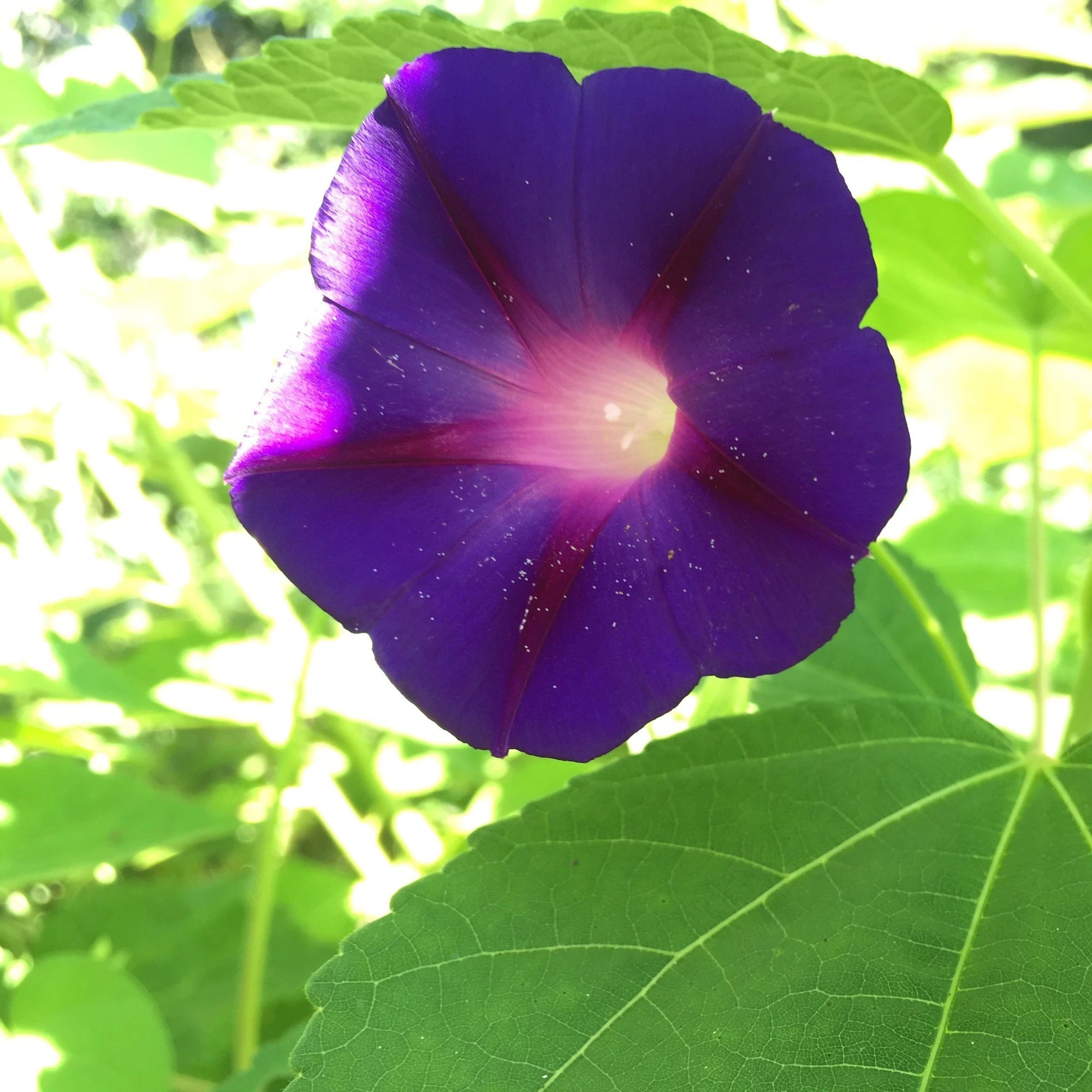 Kniola's Purple Morning Glory Organic Seeds – Hudson Valley Seed Company