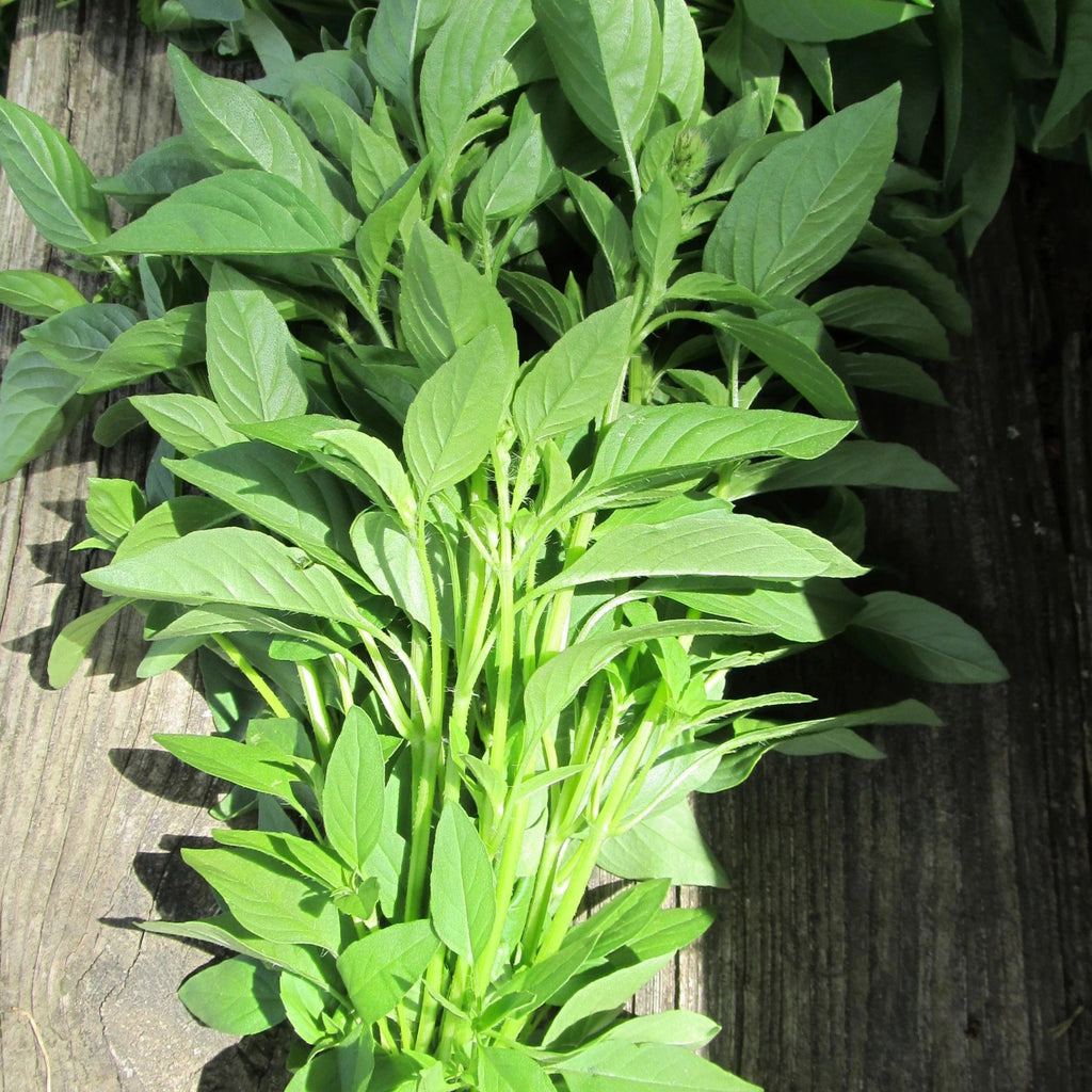 Lemon Basil Organic Seeds – Hudson Valley Seed Company