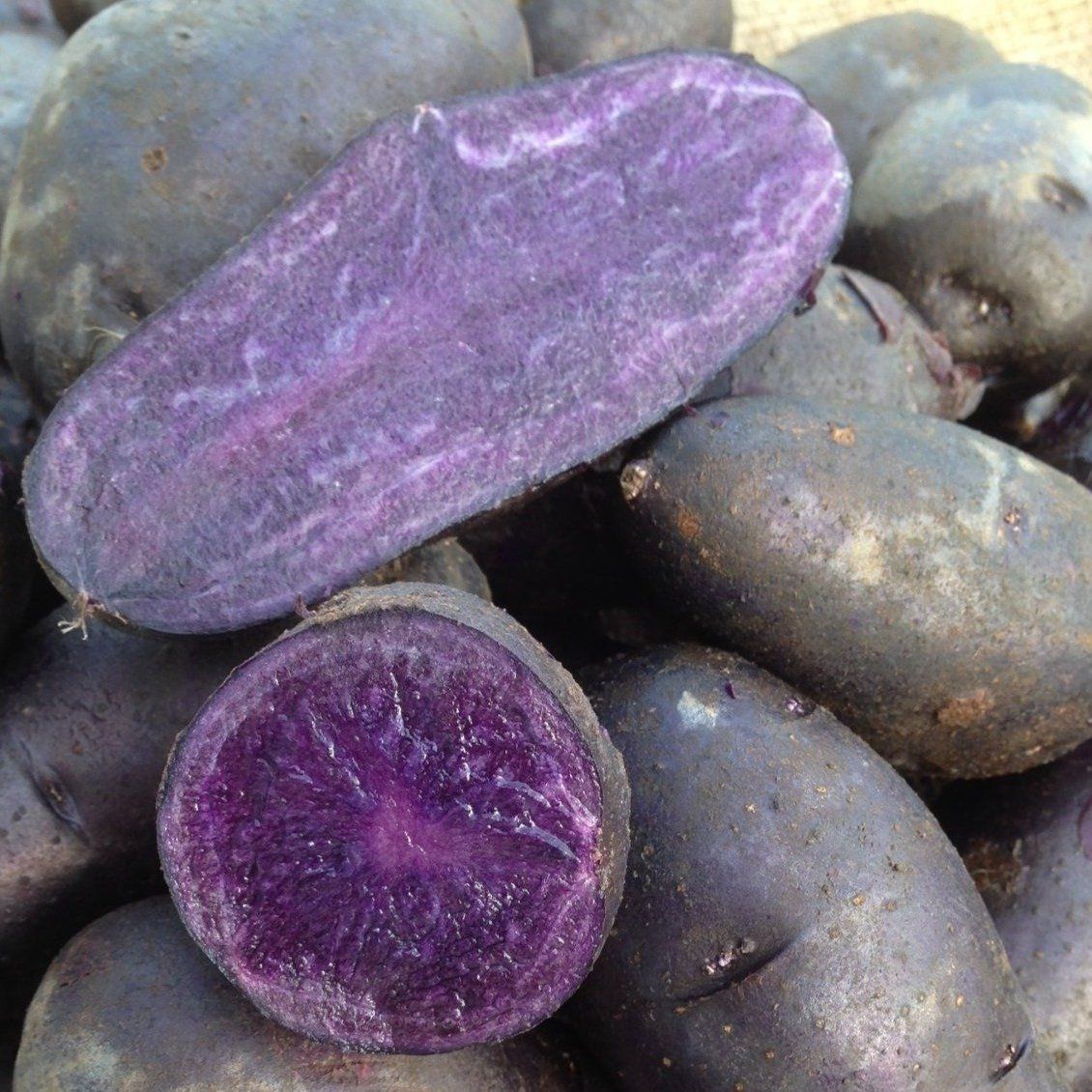 Magic Molly Potato – Hudson Valley Seed Company