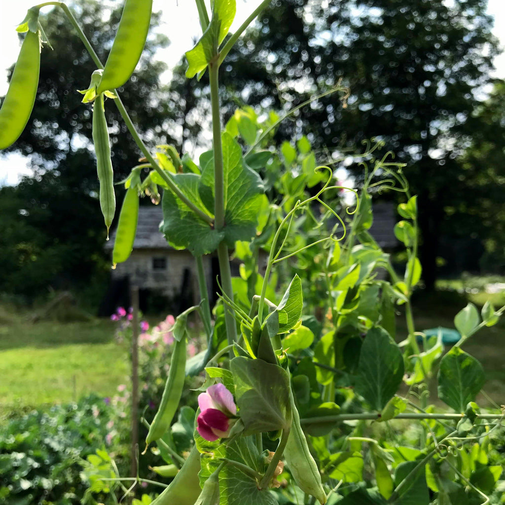 Magnolia Blossom Snap Pea Seeds – Hudson Valley Seed Company