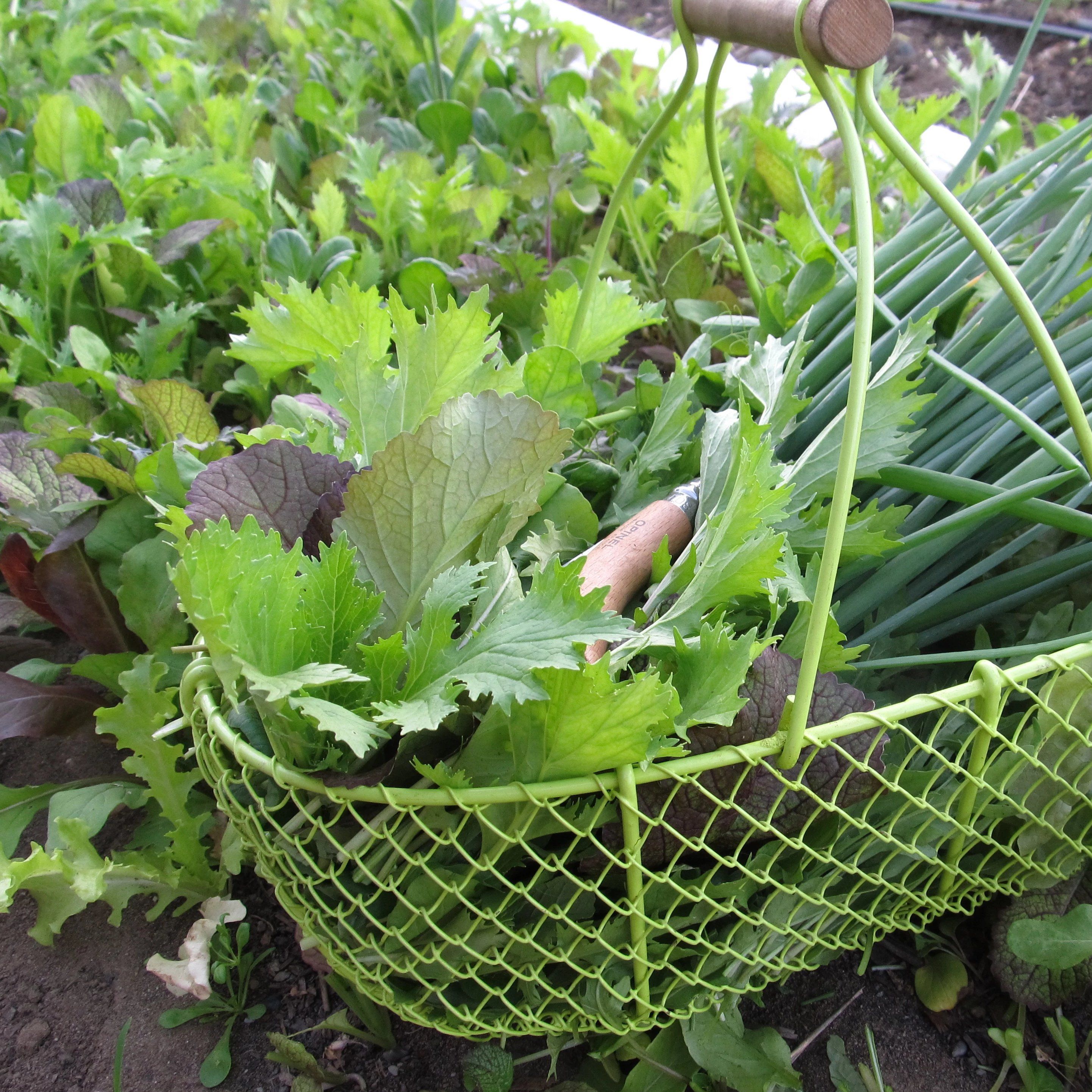 Mesclun Greens Mix Organic Seeds – Hudson Valley Seed Company