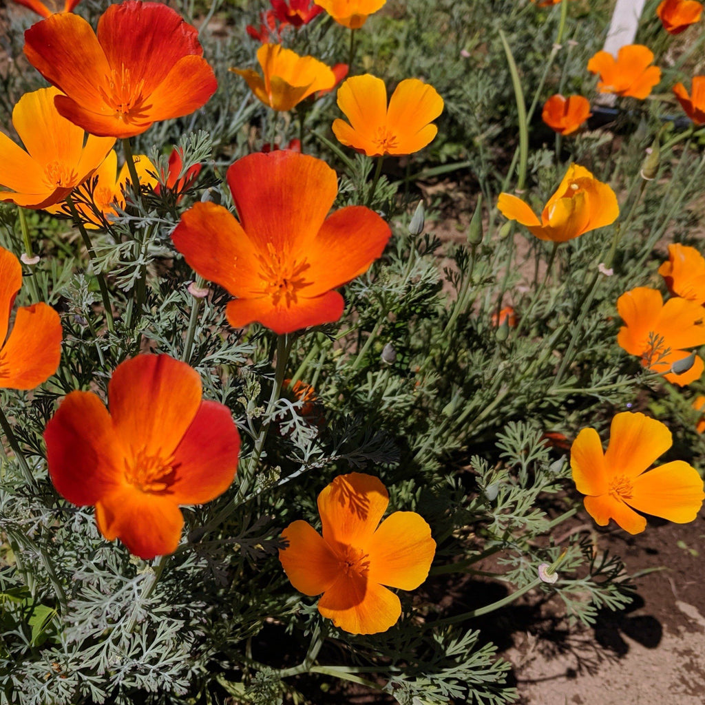 Mikado California Poppy Seeds – Hudson Valley Seed Company