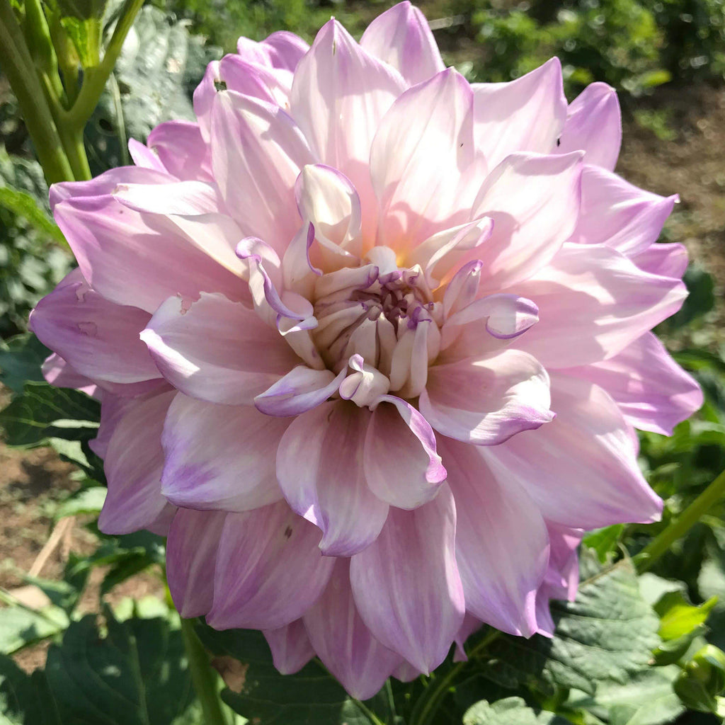 Mikayla Miranda Organic Dahlia Tuber – Hudson Valley Seed Company