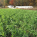 Oats and Field Peas Cover Crop Organic Seeds – Hudson Valley Seed Company