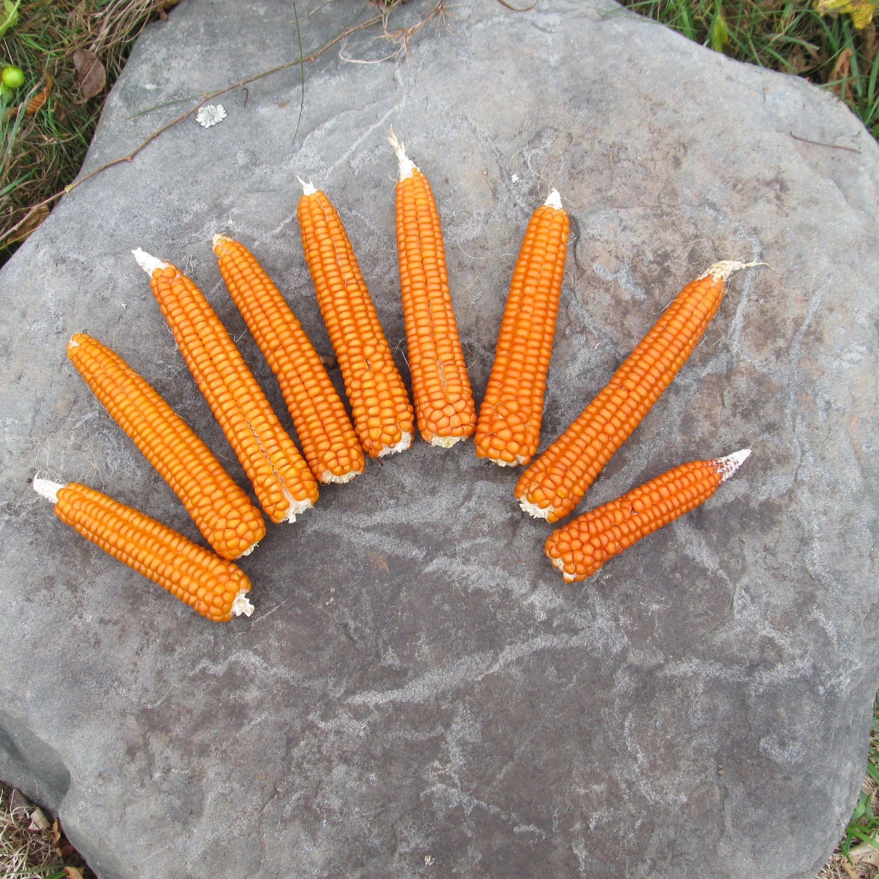 Otto File Flint Corn Organic Seeds – Hudson Valley Seed Company