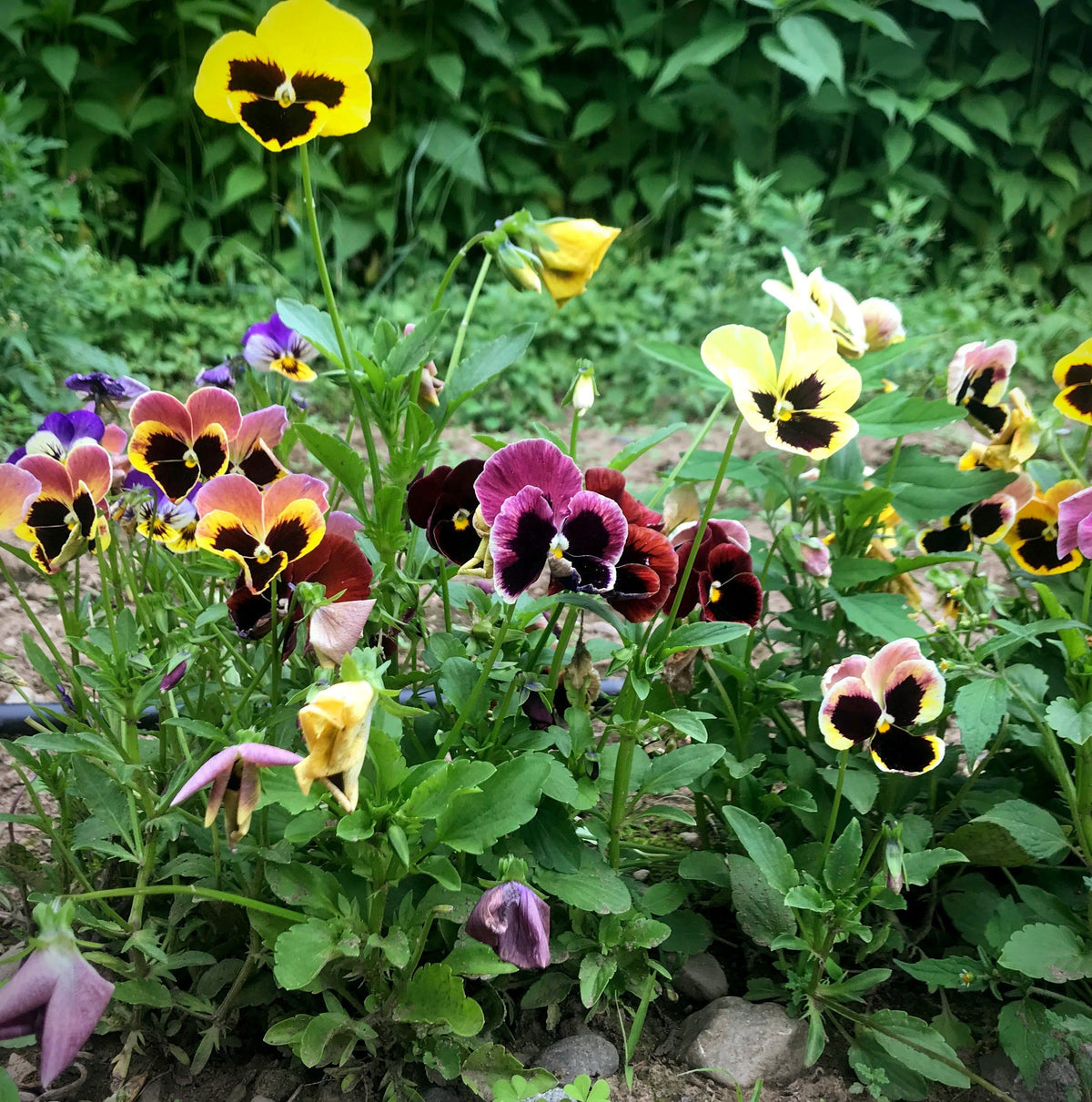 Pansy Mix Seeds – Hudson Valley Seed Company