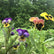 Pansy Mix Seeds – Hudson Valley Seed Company