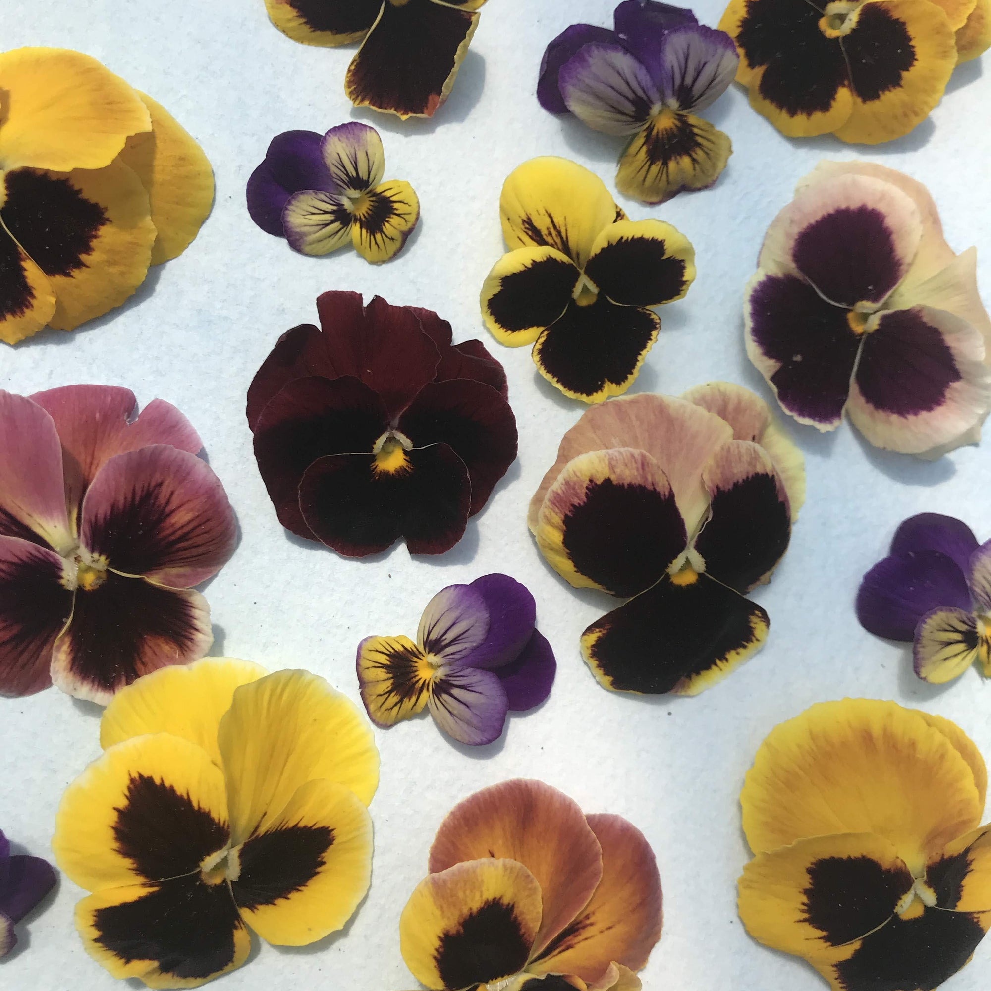 Pansy Mix Seeds – Hudson Valley Seed Company