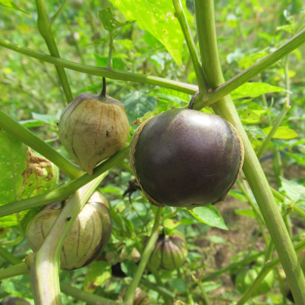 Purple Tomatillo Organic Seeds – Hudson Valley Seed Company