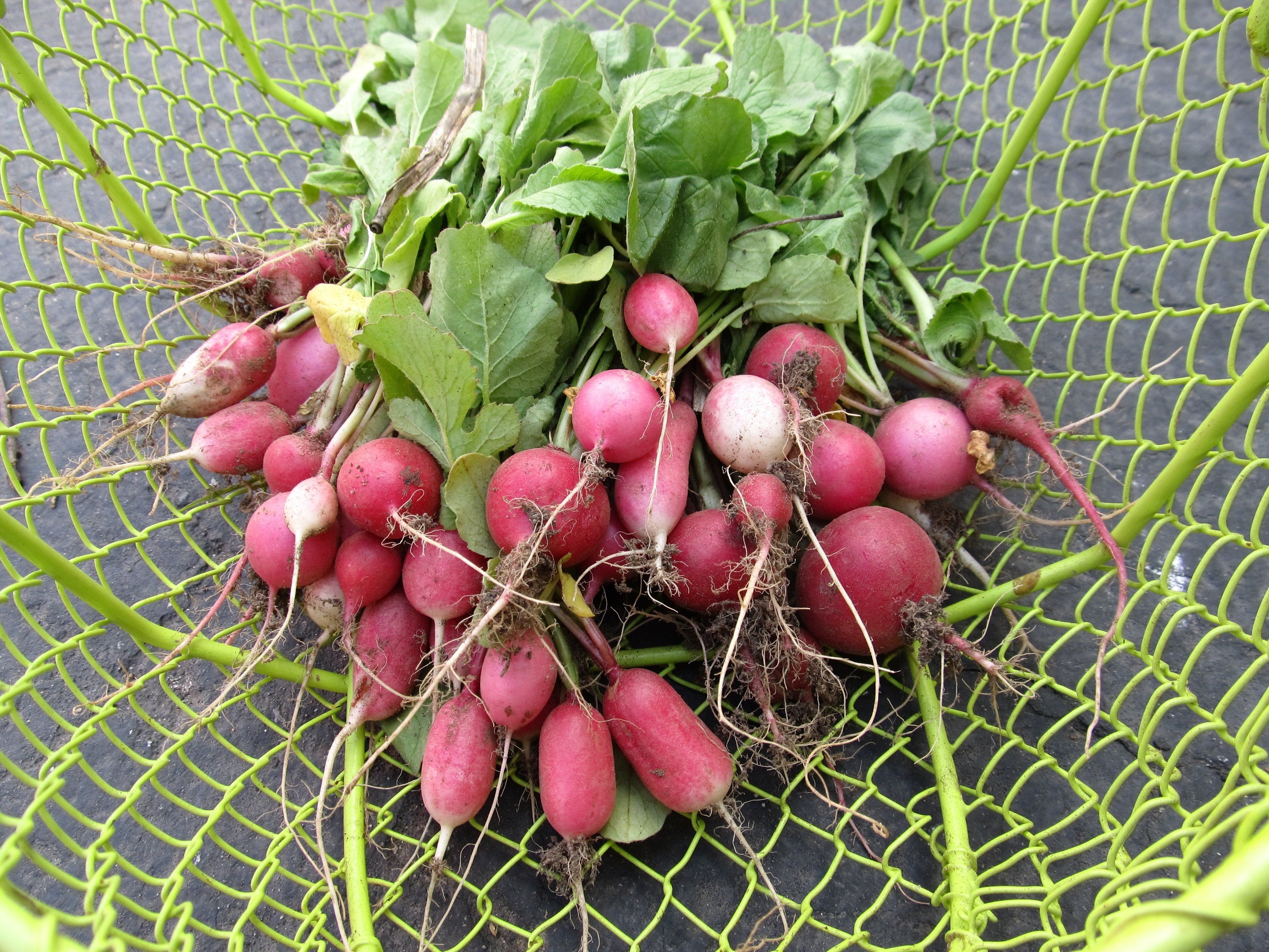 Radiant Radish Mix Organic Seeds – Hudson Valley Seed Company