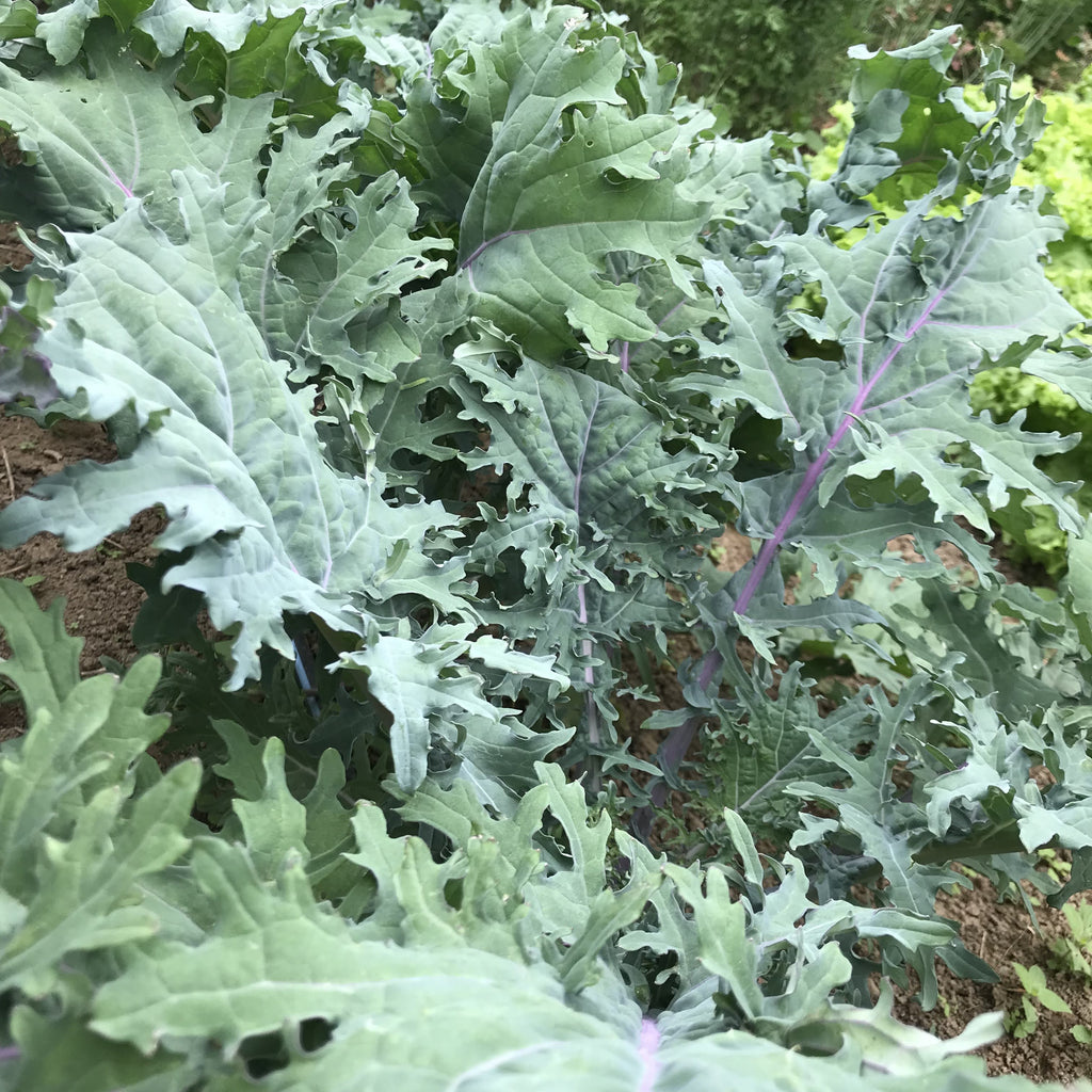 Ragged Jack Kale (Red Russian Kale) Organic Seeds – Hudson Valley Seed ...