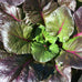 Rainbow Tatsoi Organic Seeds – Hudson Valley Seed Company