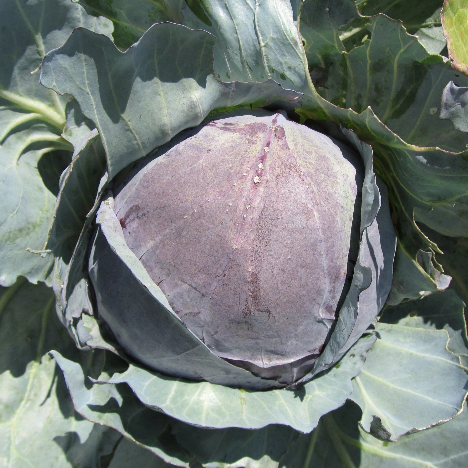 Red Express Cabbage Organic Seeds – Hudson Valley Seed Company