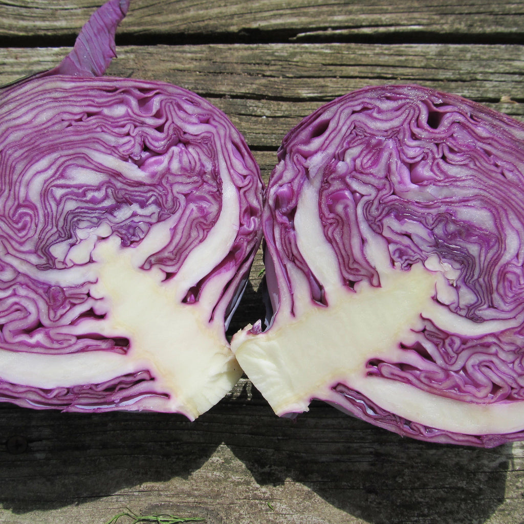 Red Express Cabbage Organic Seeds – Hudson Valley Seed Company