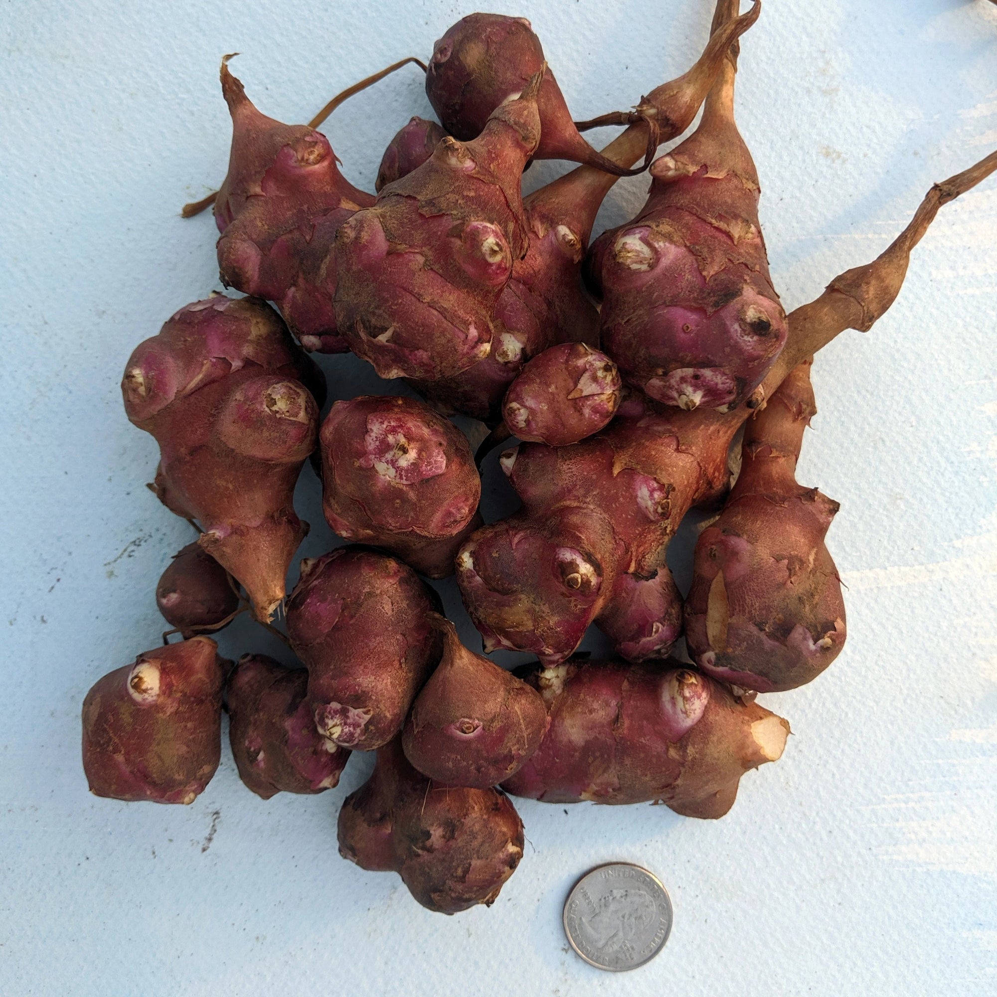 Red Fuseau Sunchoke Organic Tuber – Hudson Valley Seed Company