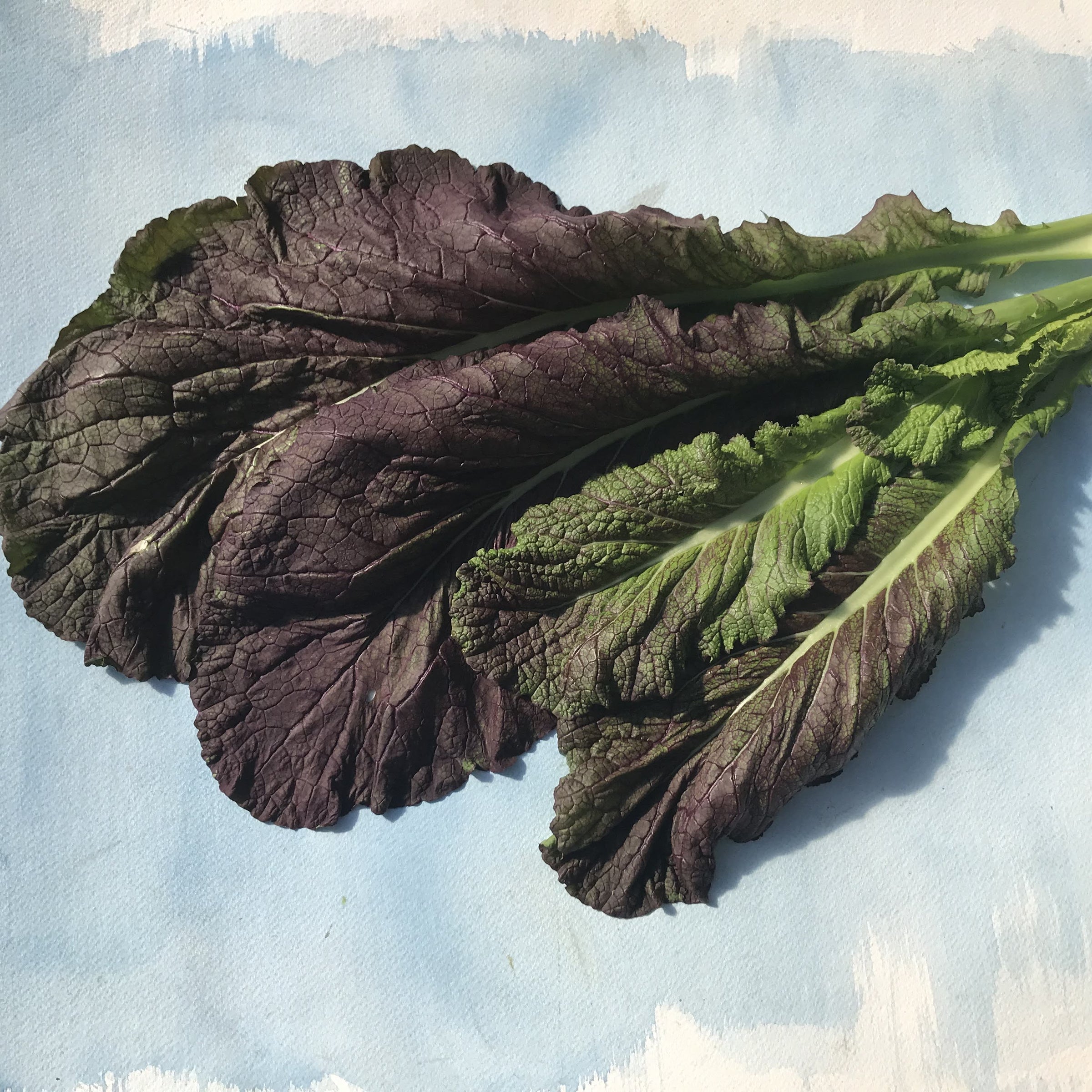 Red Giant Mustard Organic Seeds – Hudson Valley Seed Company