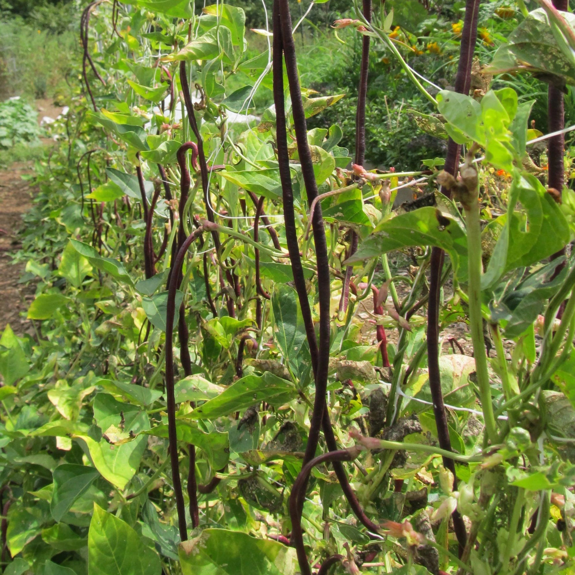 Red Noodle Bean Organic Seeds – Hudson Valley Seed Company