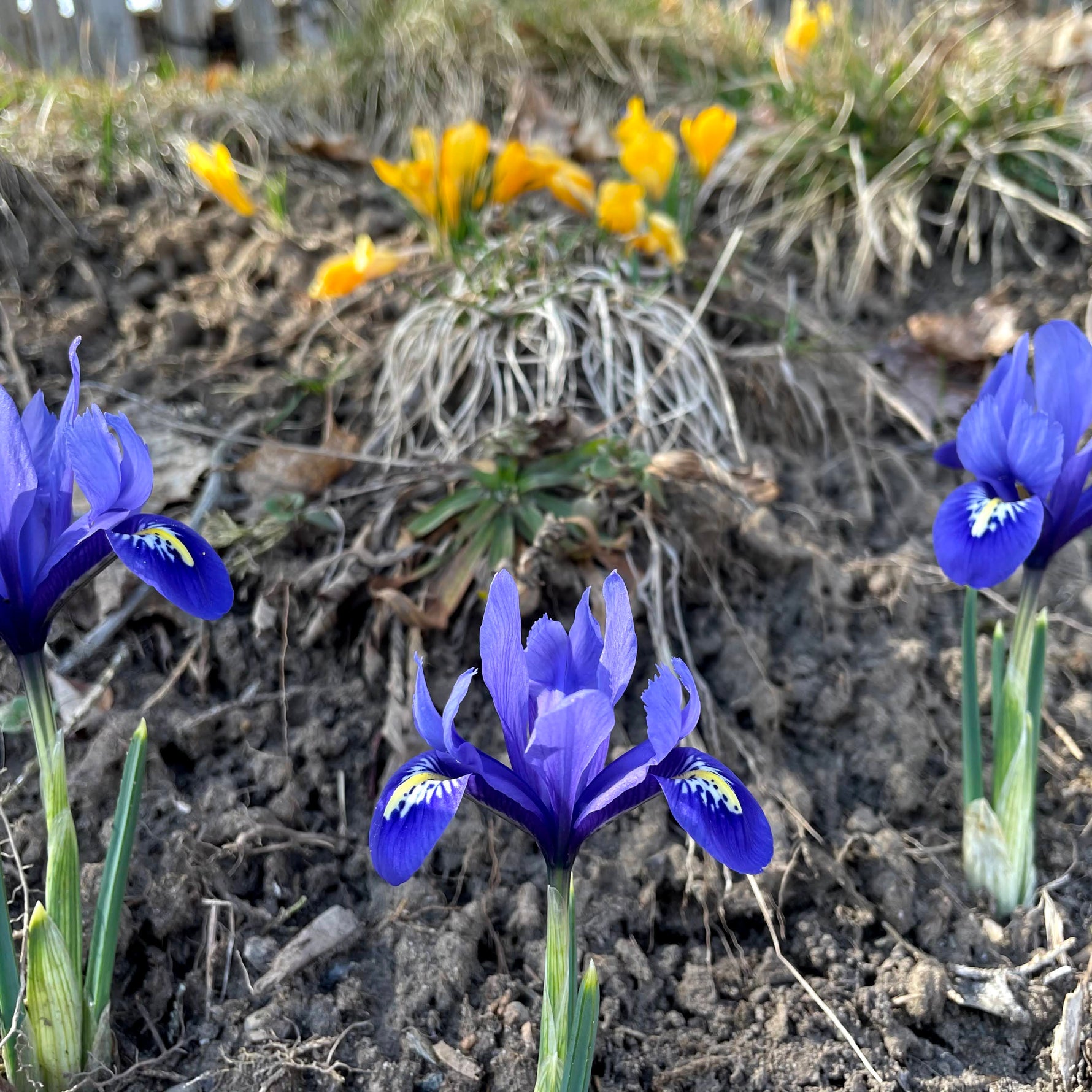 Rock Iris reticulata 'Harmony'
