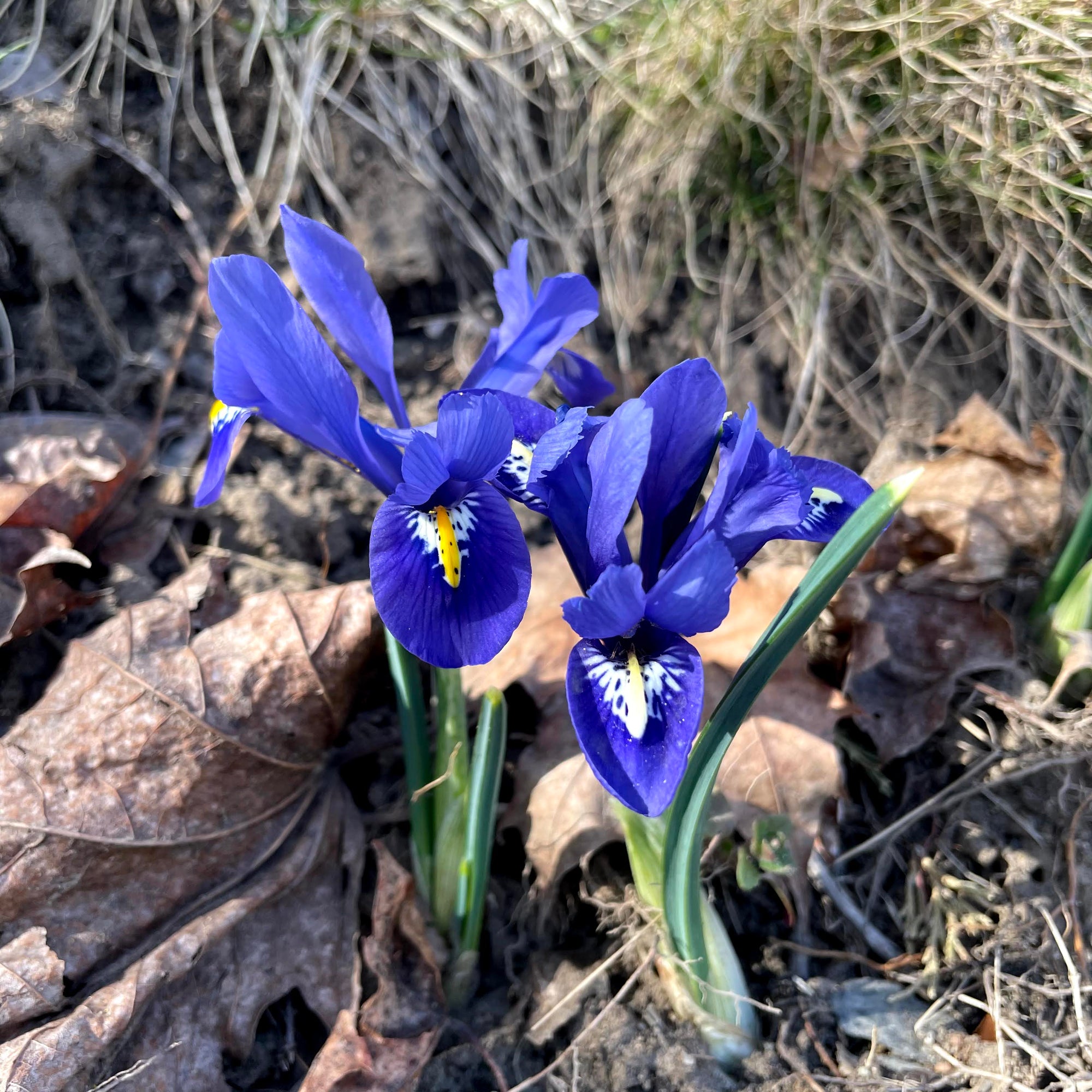 Rock Iris reticulata "Harmony" Fall-Planted Flower Bulbs – Hudson ...