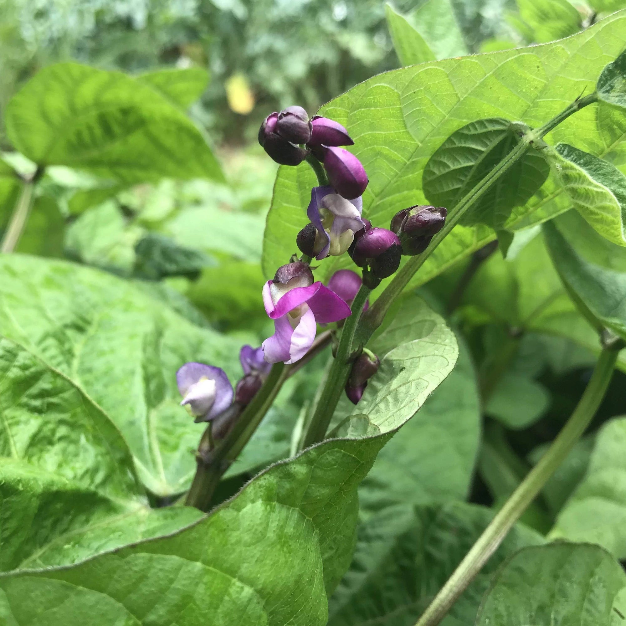 Royalty Purple Pod Bean Organic Seeds – Hudson Valley Seed Company