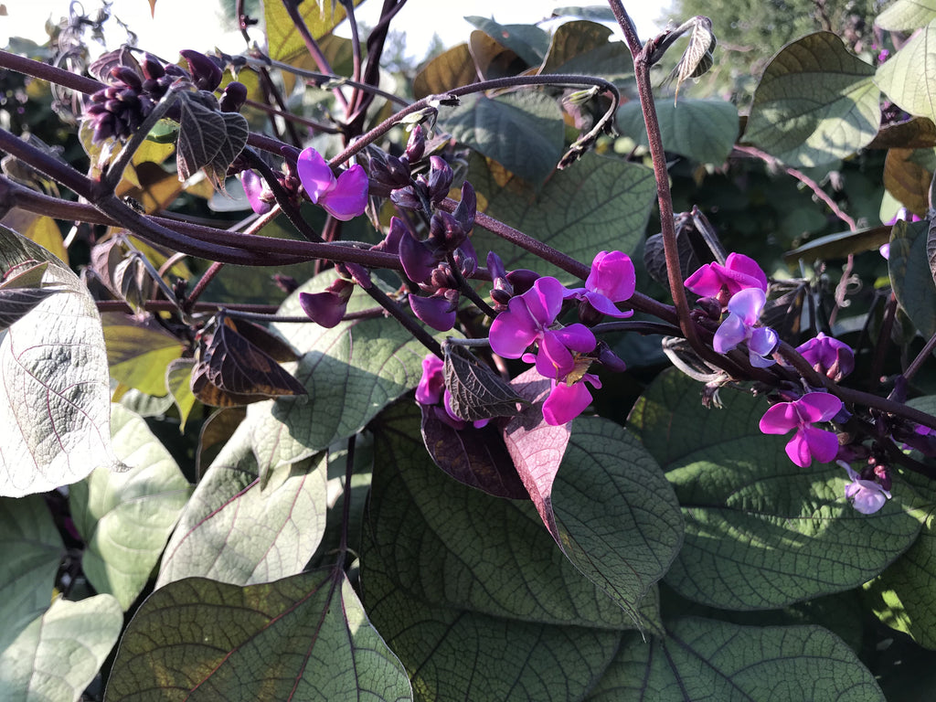 Ruby Moon Hyacinth Bean Organic Seeds – Hudson Valley Seed Company