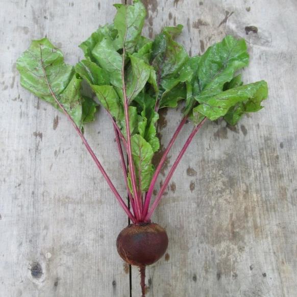 Ruby Queen Beet Seeds – Hudson Valley Seed Company