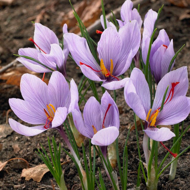 Crocus from Hudson Valley Seed Co – Hudson Valley Seed Company