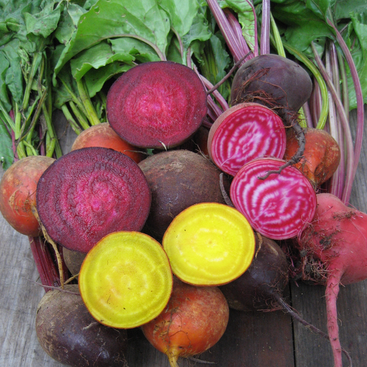 Brilliant Beet Blend Organic Seeds – Hudson Valley Seed Company