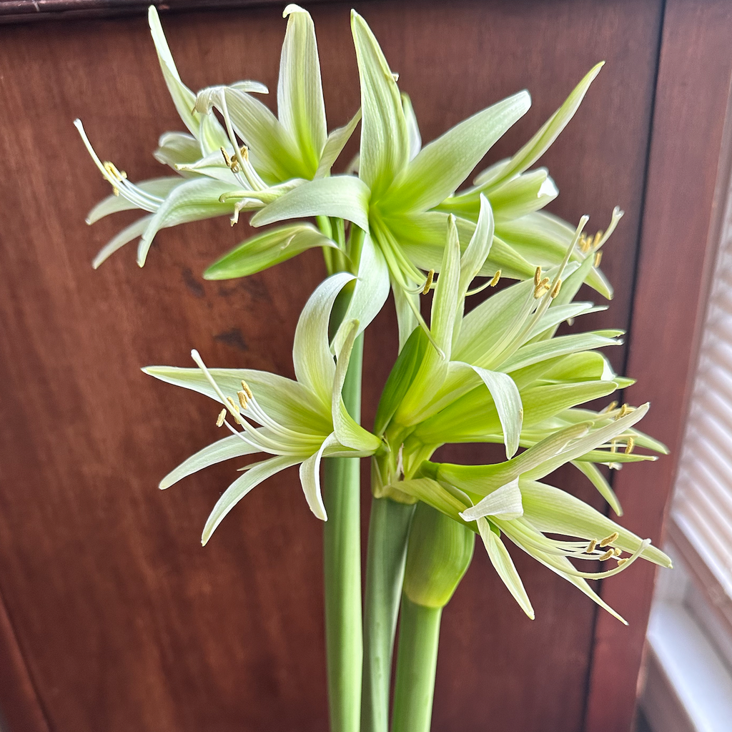 Cybister Amaryllis 'Evergreen' Bulb – Hudson Valley Seed Company