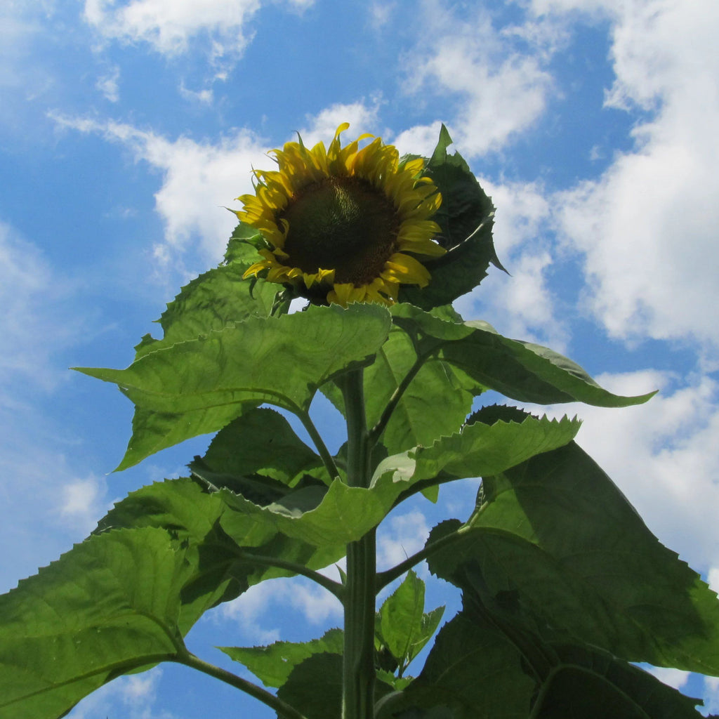 Skyscraper Sunflower Organic Seeds – Hudson Valley Seed Company