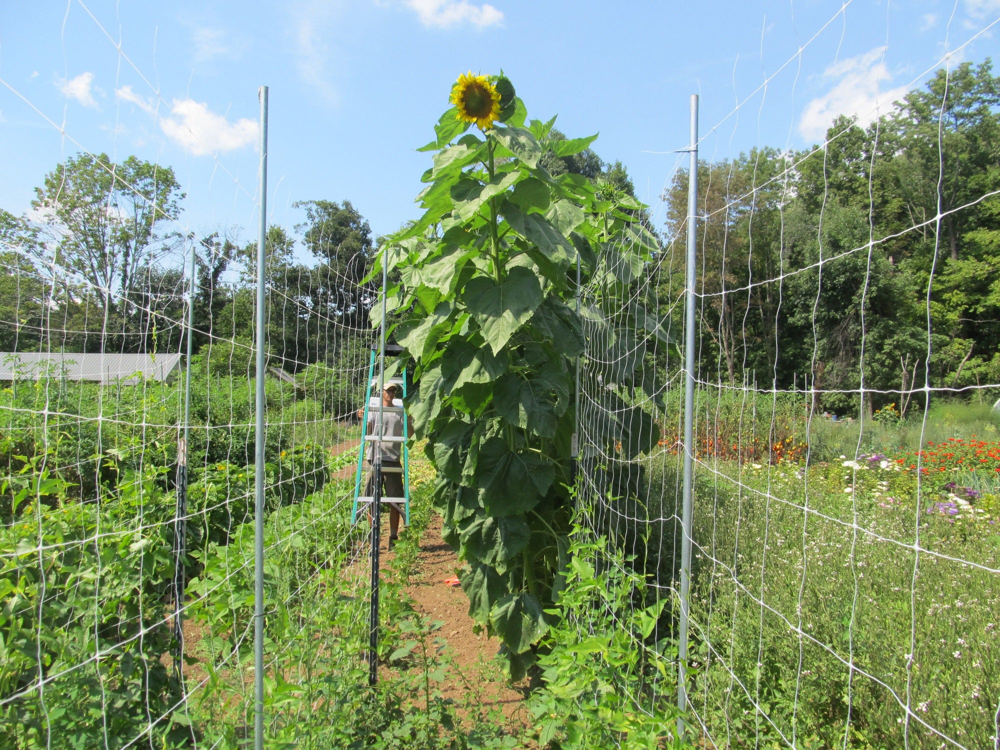 Skyscraper Sunflower Organic Seeds – Hudson Valley Seed Company