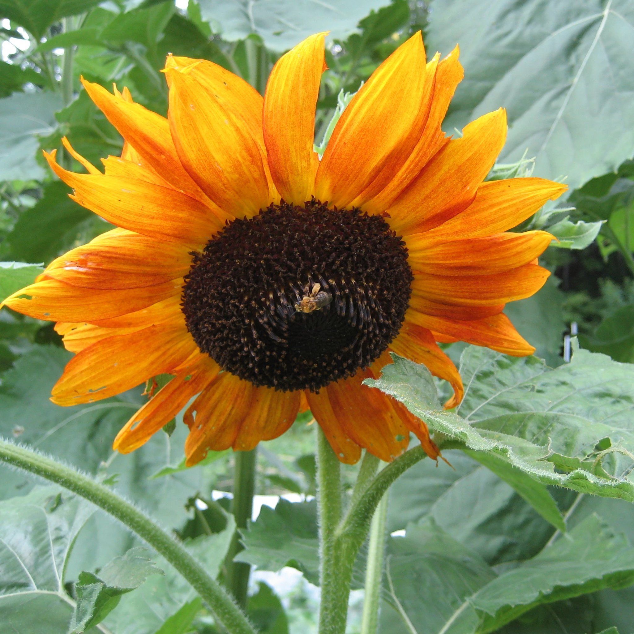 Sunflower Surprise Seeds – Hudson Valley Seed Company