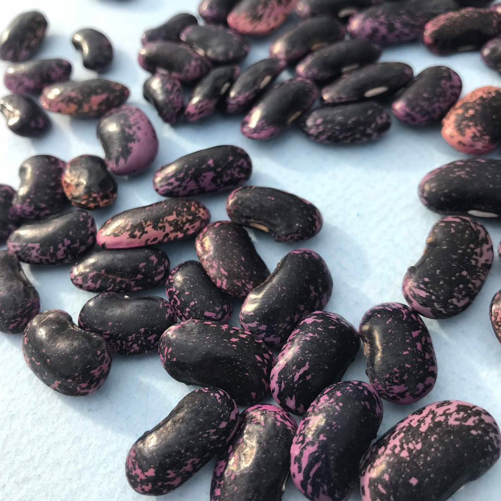 Sunset Runner Bean Seeds – Hudson Valley Seed Company