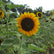 Taiyo Sunflower Organic Seeds – Hudson Valley Seed Company