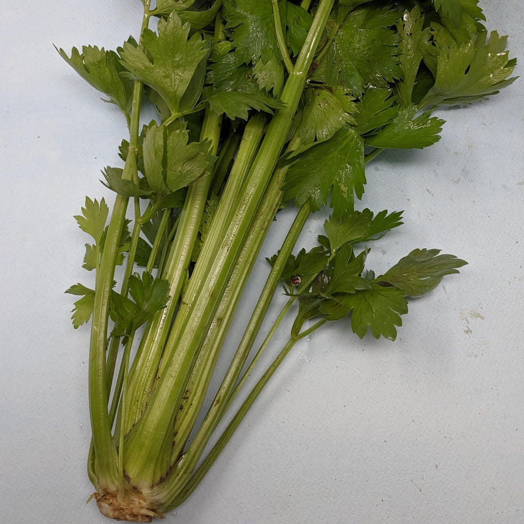 Tango Celery Organic Seeds – Hudson Valley Seed Company