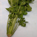 Tango Celery Organic Seeds – Hudson Valley Seed Company