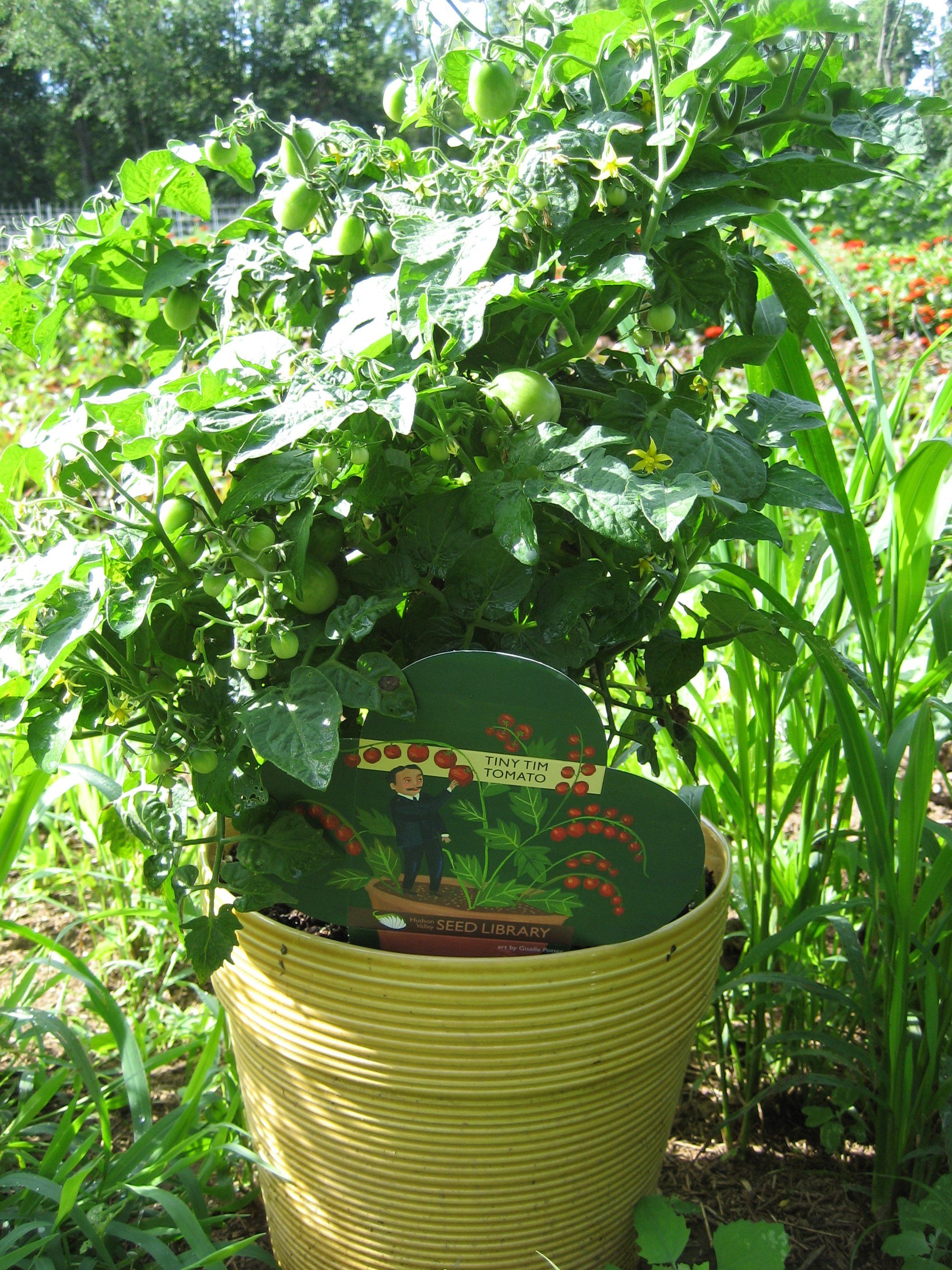 Tiny Tim Tomato Organic Seeds – Hudson Valley Seed Company