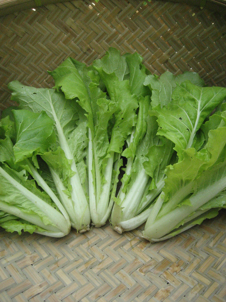 Tokyo Bekana Seeds – Hudson Valley Seed Company