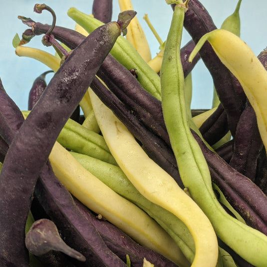 Tri-Color Bean Blend Organic Seeds – Hudson Valley Seed Company
