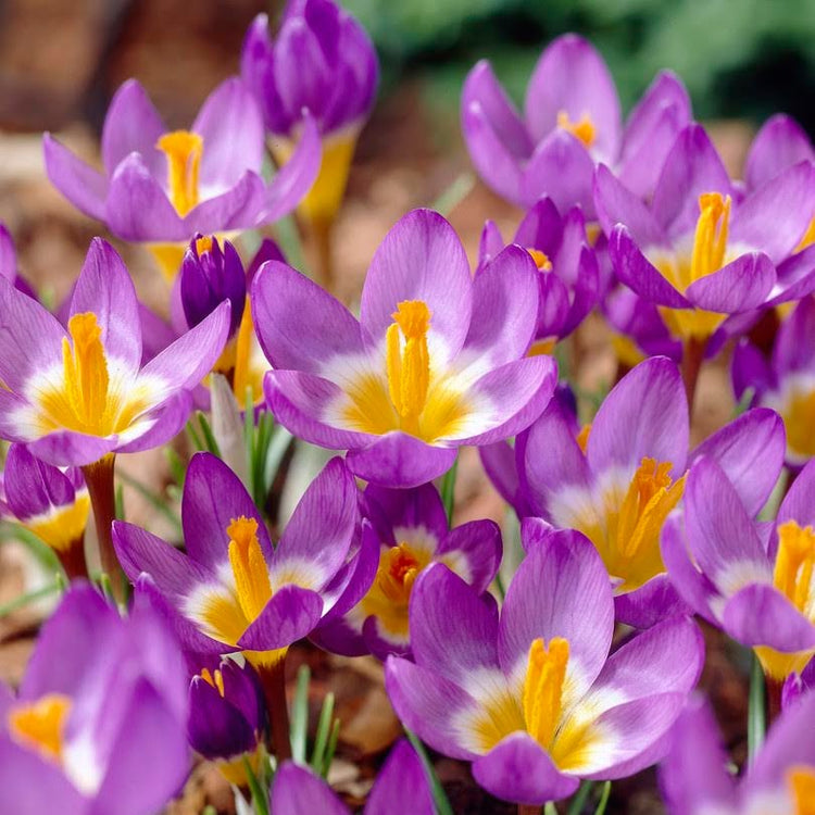 Crocus from Hudson Valley Seed Co – Hudson Valley Seed Company