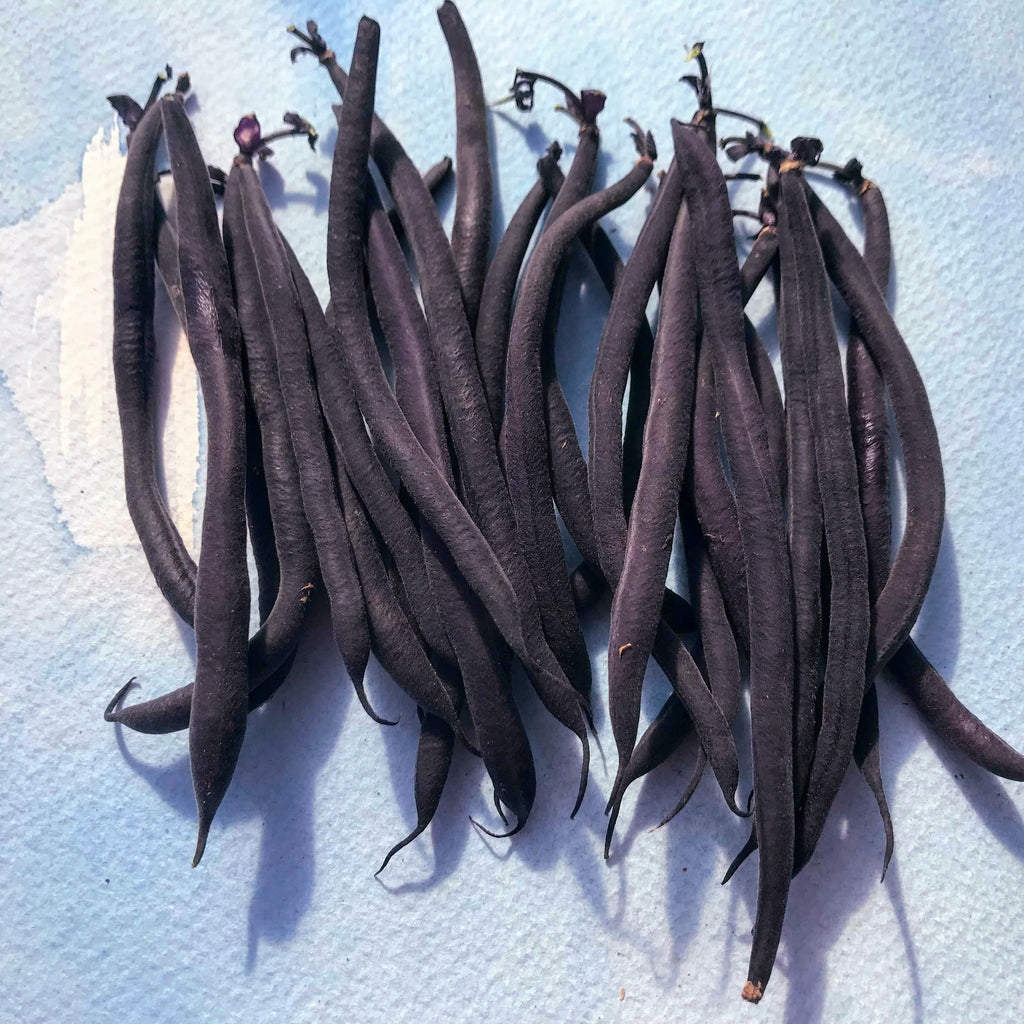 Velour Haricot Vert Bush Bean Seeds – Hudson Valley Seed Company