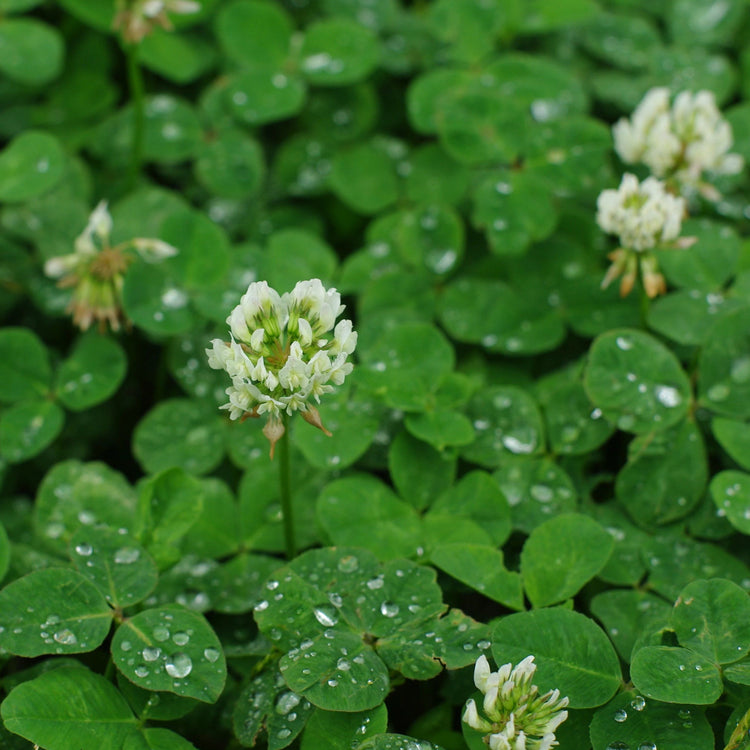 White Clover Cover Crop Seeds – Hudson Valley Seed Company