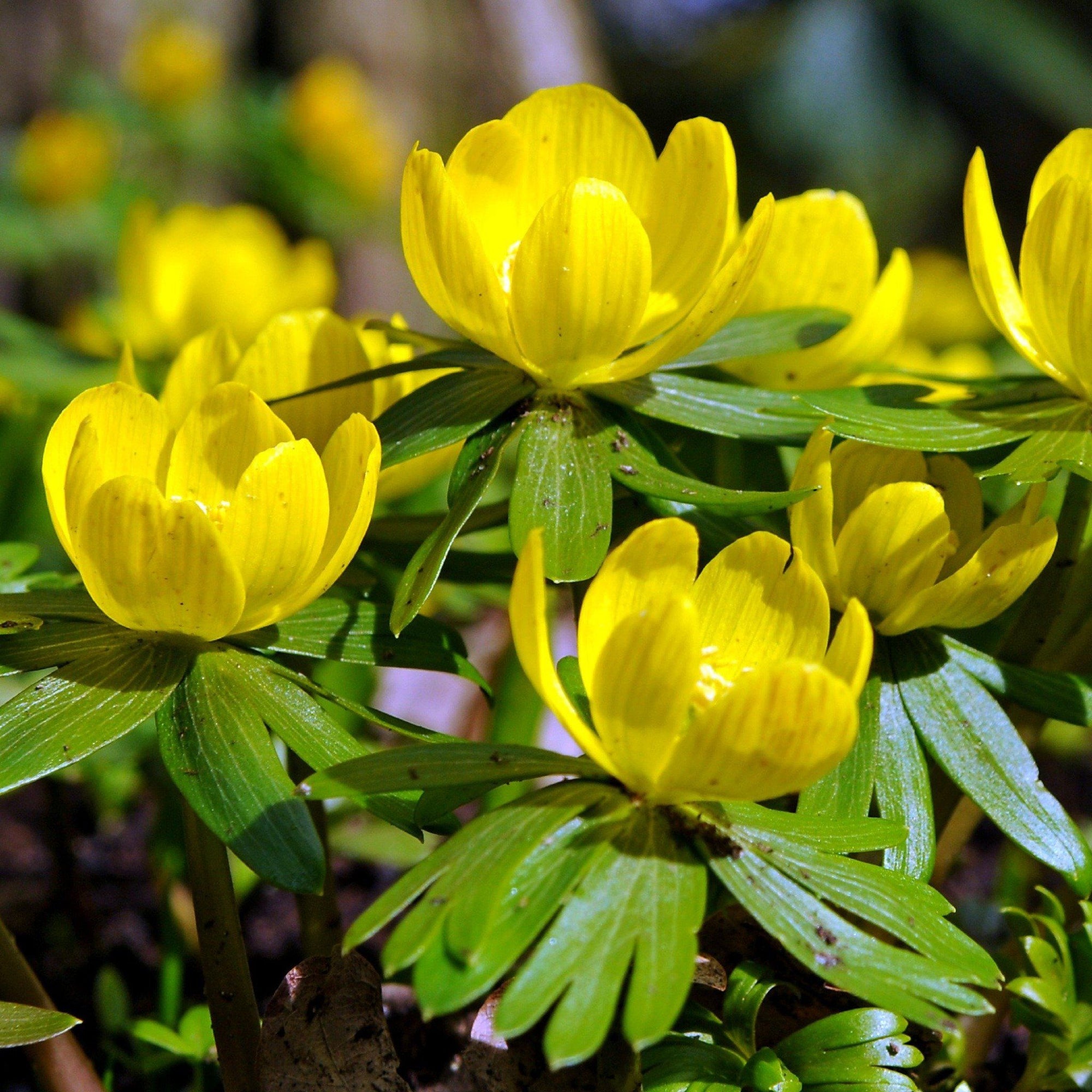 Winter Aconite Fall-Planted Flower Bulbs – Hudson Valley Seed Company