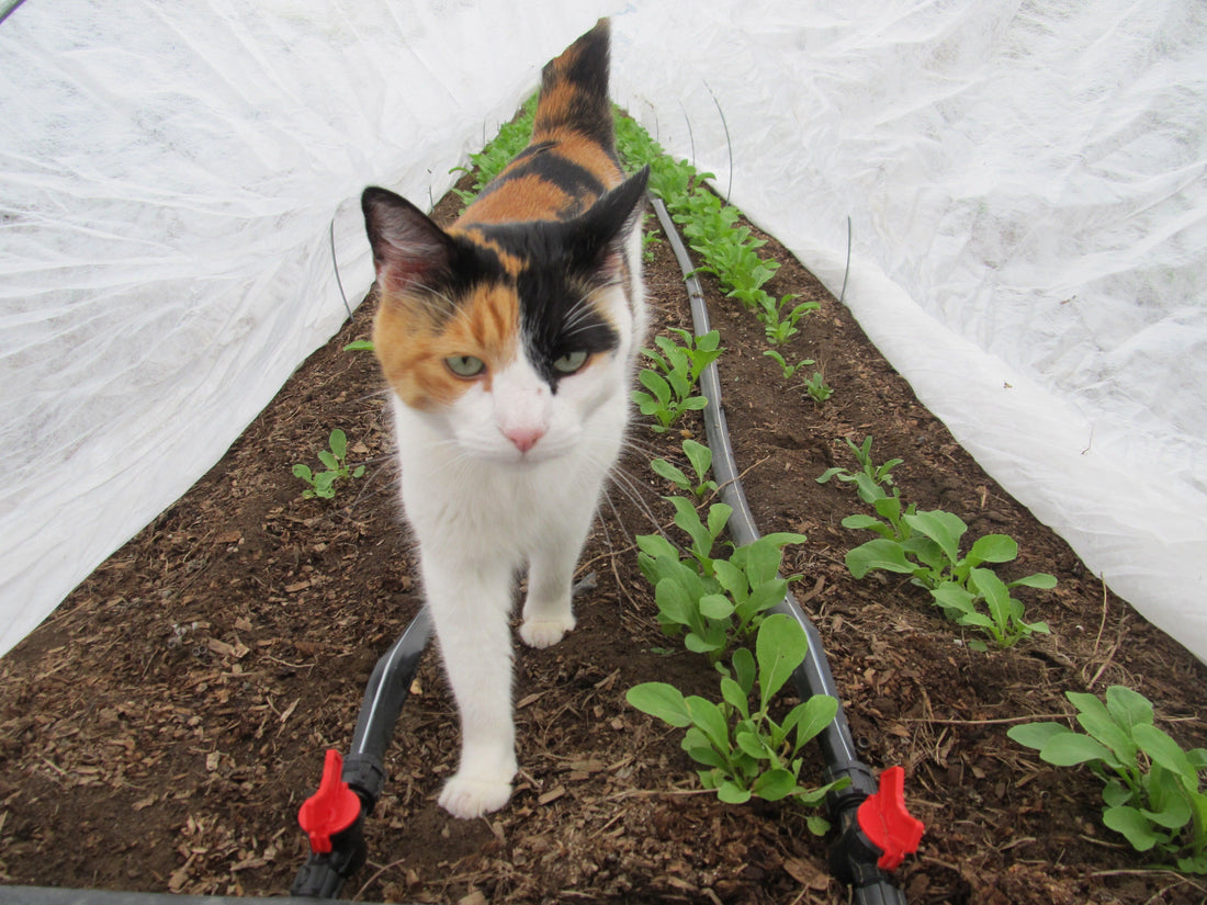 Wire Hoops | Row Cover Hoops | Pack of 10 – Hudson Valley Seed Company