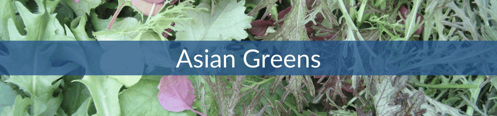 Asian Greens – Hudson Valley Seed Company
