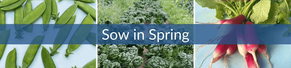 Best Early Spring Sown Varieties – Hudson Valley Seed Company
